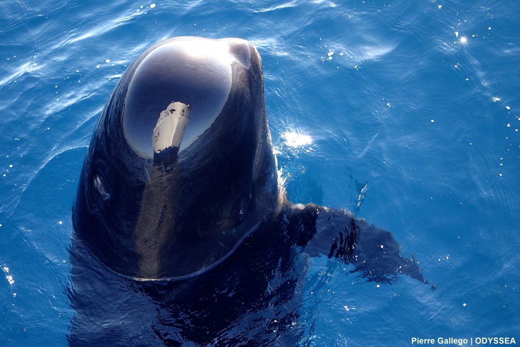 Spyhopping pilot whale – ODYSSEA