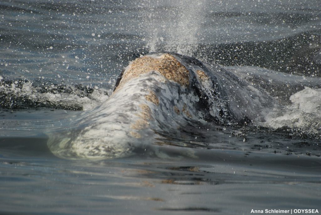 Gray whale up close – ODYSSEA
