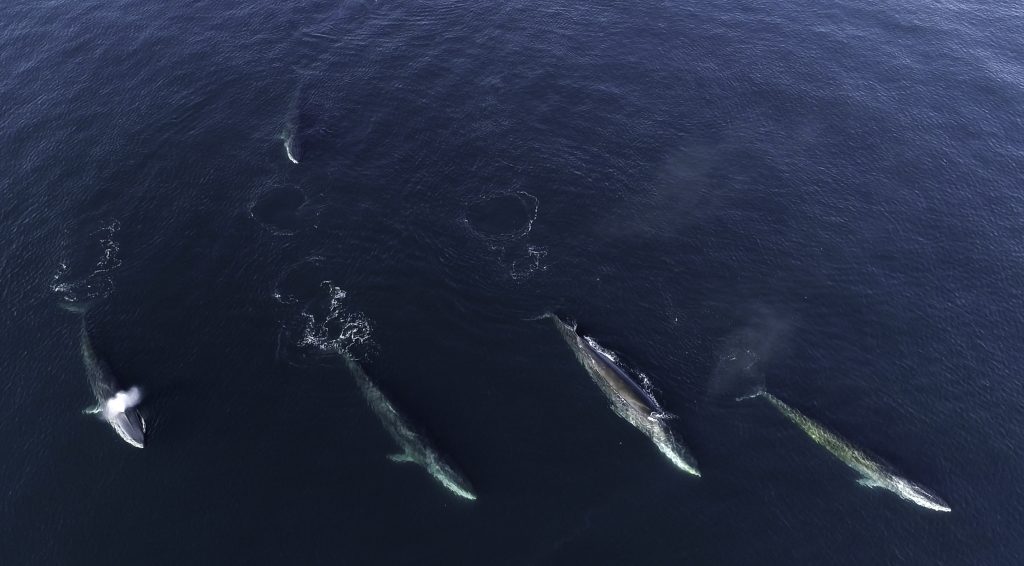 5 Marine Conservation Success Stories – ODYSSEA